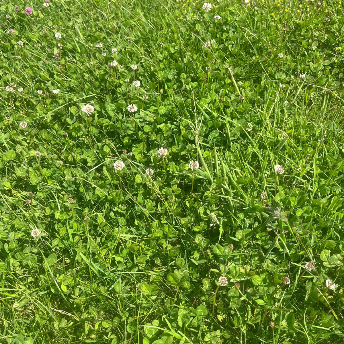 Organic Wild Meadow Turf – C.B. Winter & Sons